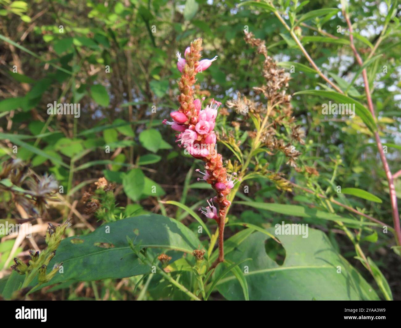 longroot smartweed (Persicaria amphibia emersa) Plantae Stock Photo - Alamy