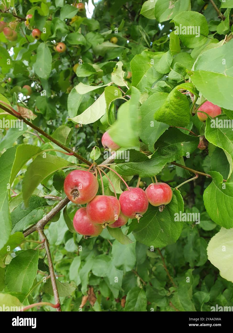 European Wild Apple (Malus sylvestris) Plantae Stock Photo - Alamy