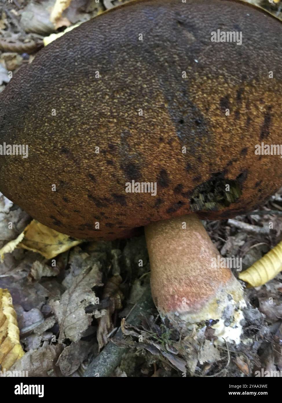 Dotted Stem Bolete (Neoboletus erythropus) Fungi Stock Photo - Alamy