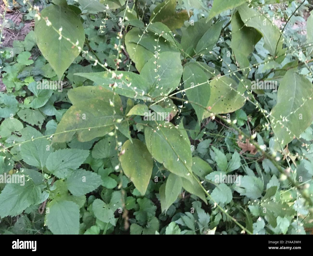 American jumpseed (Persicaria virginiana) Plantae Stock Photo - Alamy