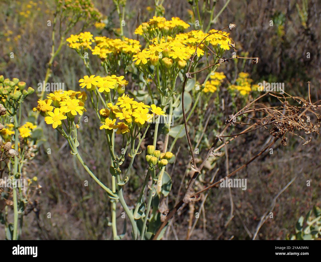 Poorflower Babooncabbage (Othonna parviflora) Plantae Stock Photo - Alamy