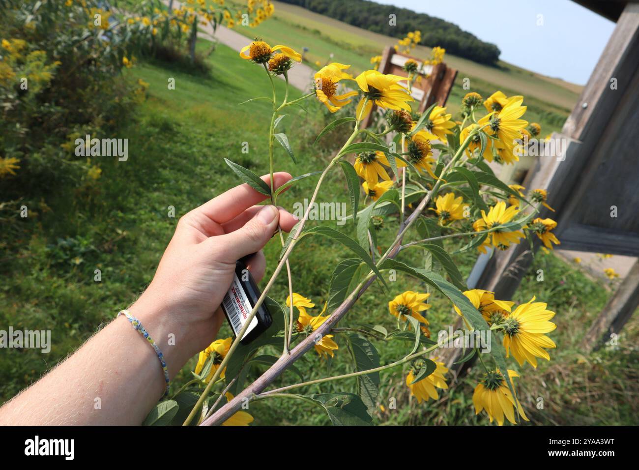 sawtooth sunflower (Helianthus grosseserratus) Plantae Stock Photo - Alamy