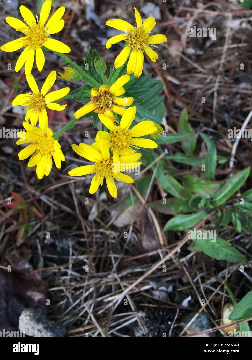 Maryland golden-aster (Chrysopsis mariana) Plantae Stock Photo - Alamy
