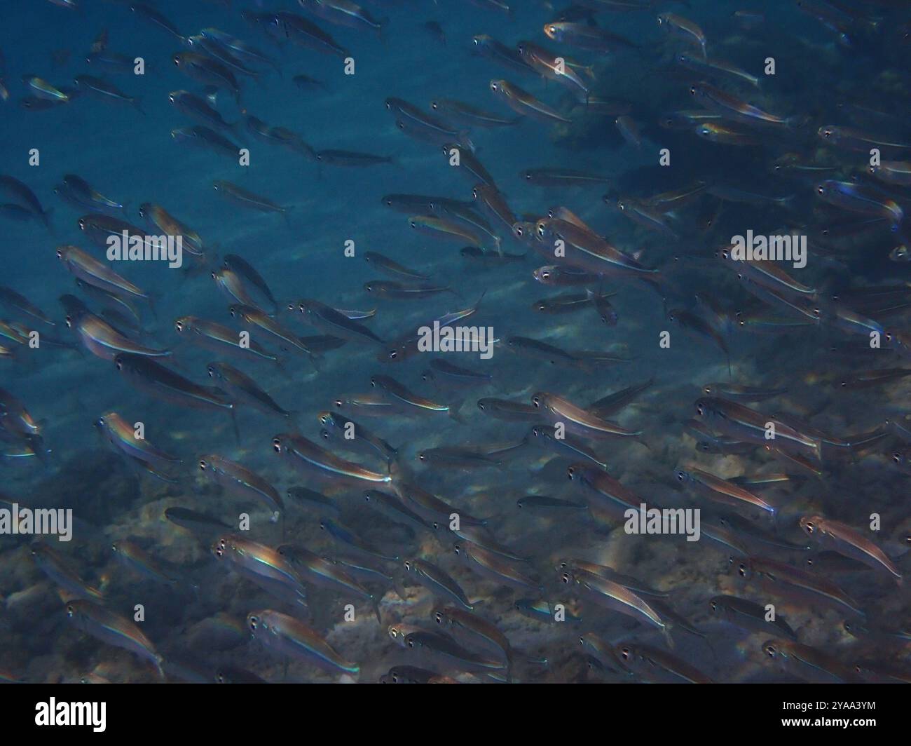 Red Sea hardyhead silverside (Atherinomorus forskalii) Actinopterygii ...