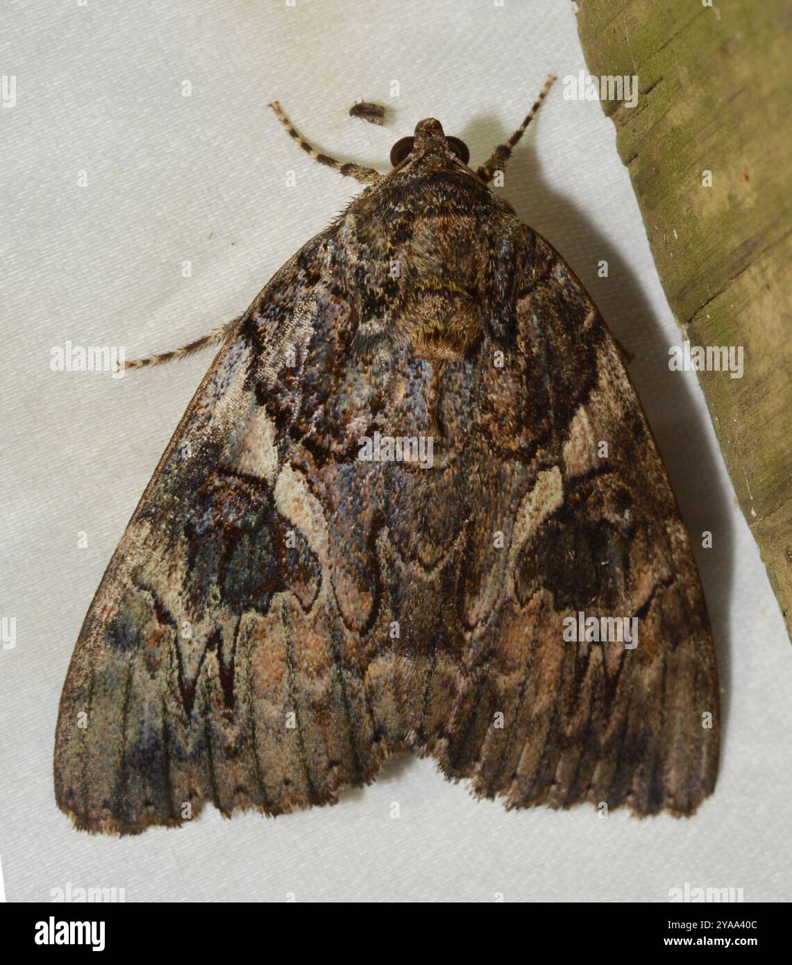 Penitent Underwing (Catocala piatrix) Insecta Stock Photo - Alamy