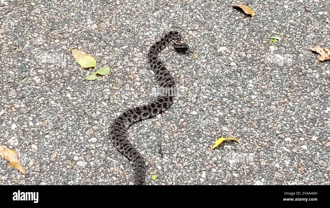 Dusky Pygmy Rattlesnake (Sistrurus miliarius barbouri) Reptilia Stock ...