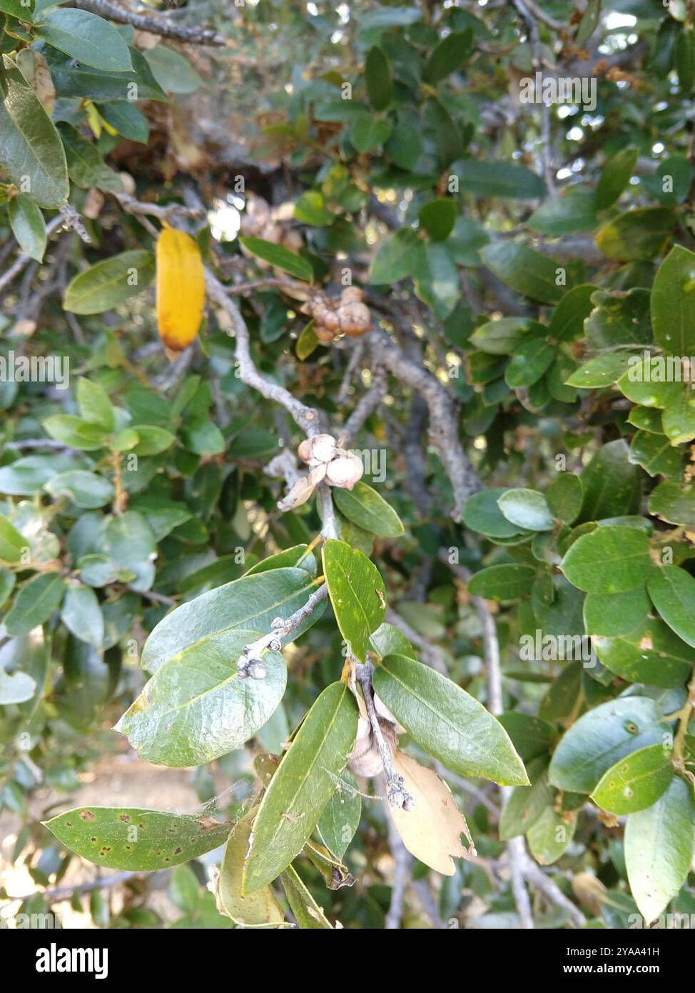 interior live oak (Quercus wislizeni) Plantae Stock Photo - Alamy