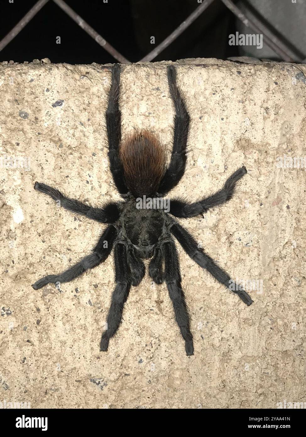 Tucson Bronze Tarantula (Aphonopelma vorhiesi) Arachnida Stock Photo ...