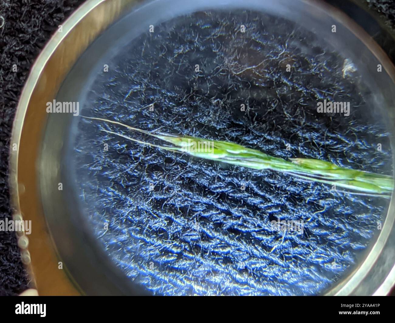 nimblewill (Muhlenbergia schreberi) Plantae Stock Photo - Alamy