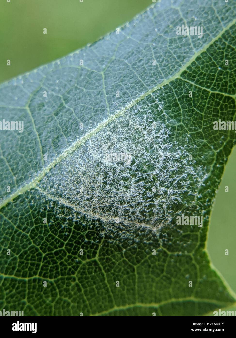 Trinema hi-res stock photography and images - Alamy
