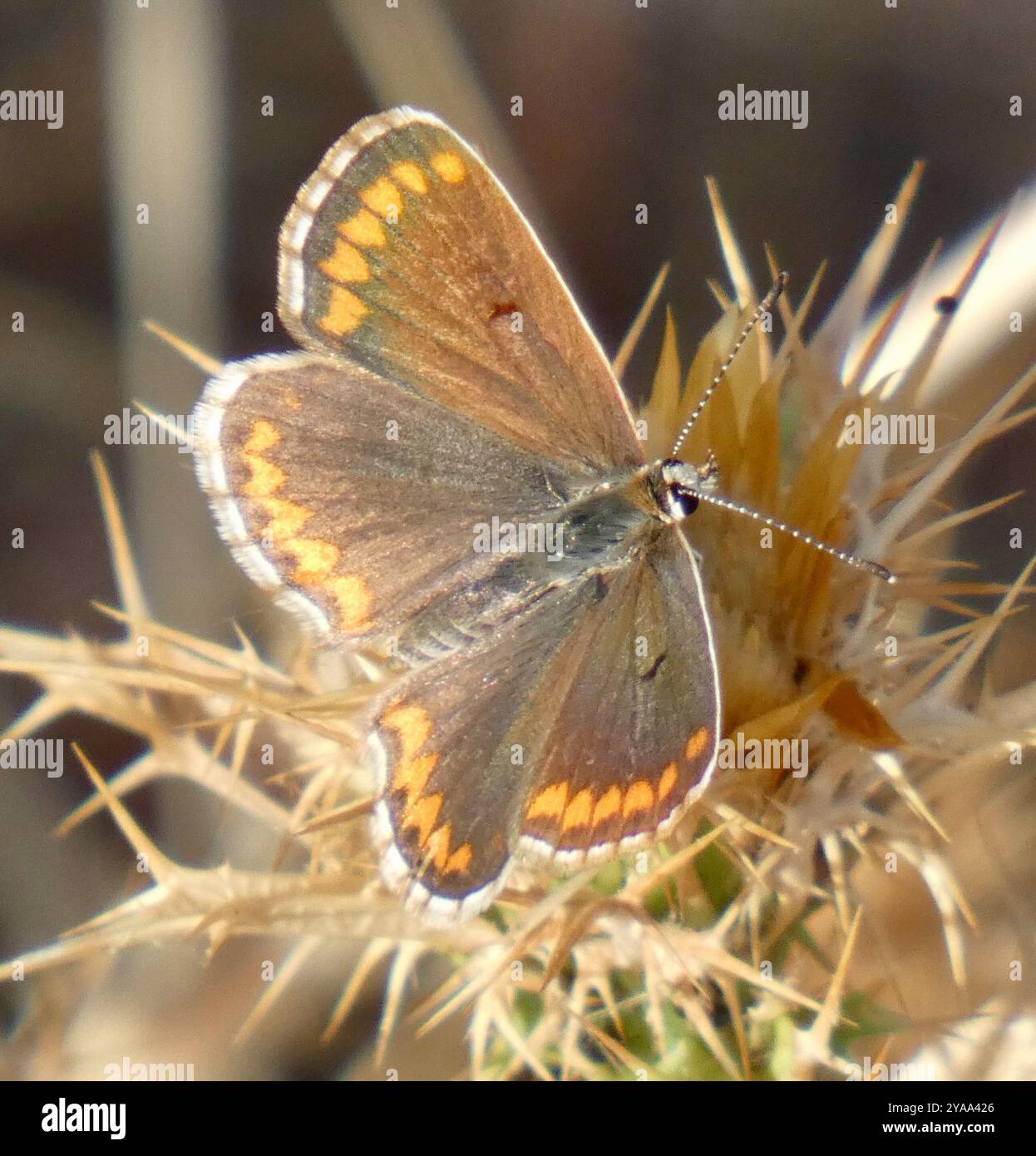 Southern Brown Argus (Aricia cramera) Insecta Stock Photo - Alamy