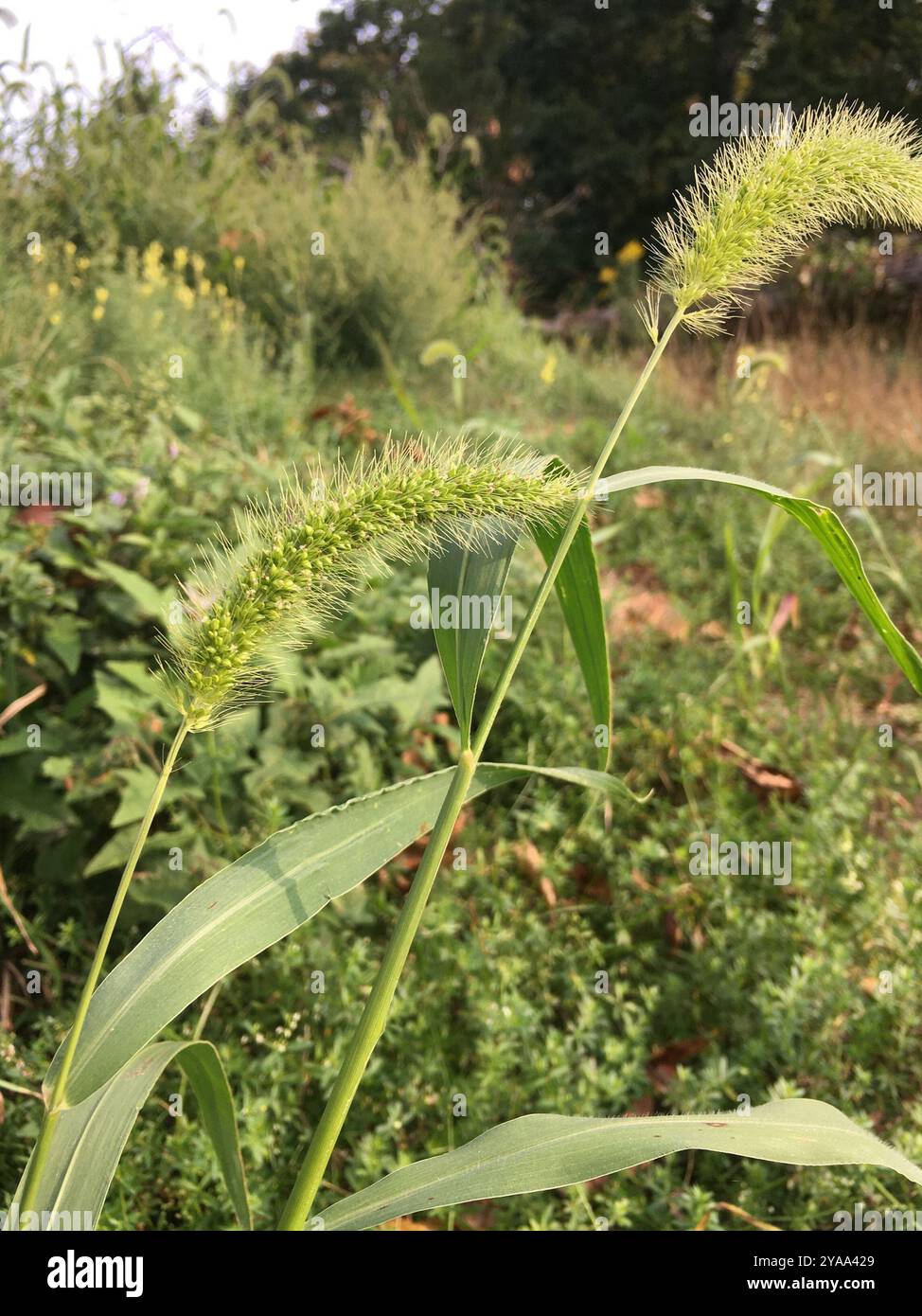 giant foxtail (Setaria faberi) Plantae Stock Photo - Alamy