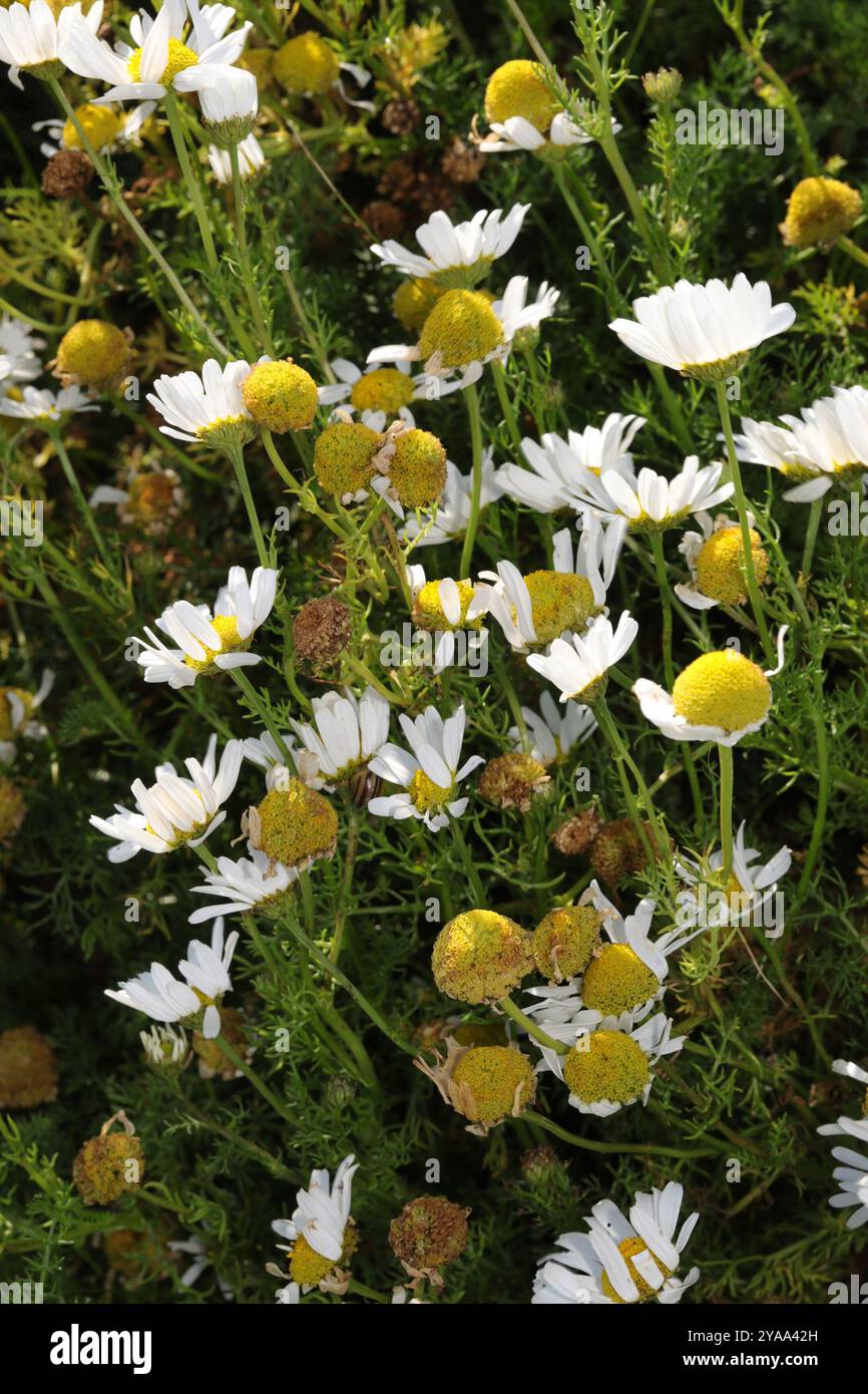 Sea Mayweed (Tripleurospermum maritimum) Plantae Stock Photo - Alamy