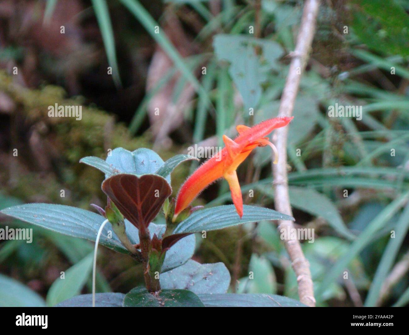 (Columnea magnifica) Plantae Stock Photo - Alamy