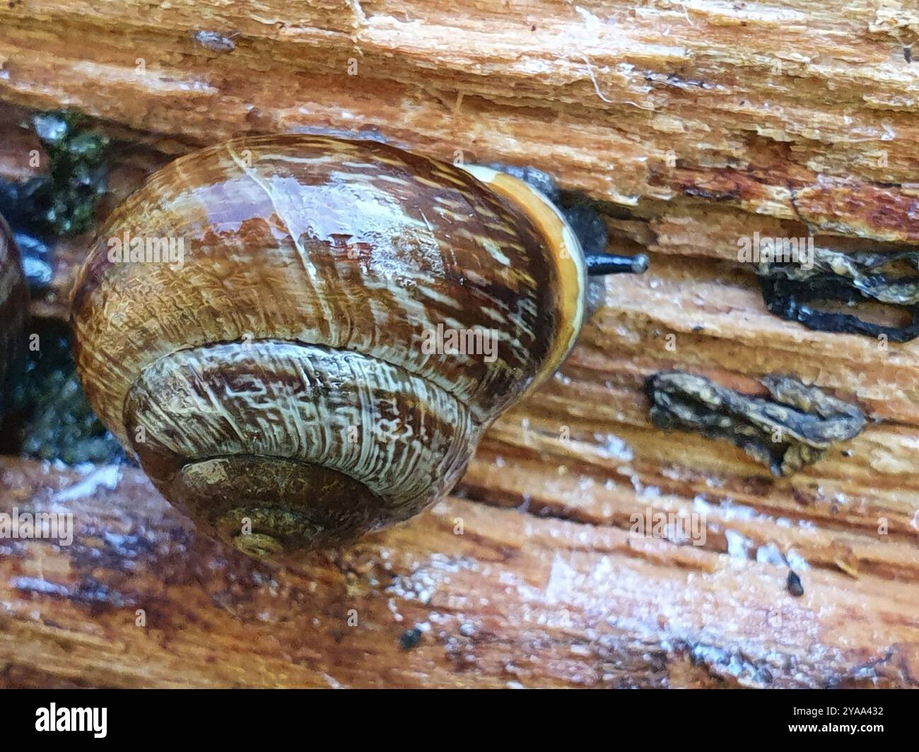 Copse Snail (Arianta arbustorum) Mollusca Stock Photo - Alamy
