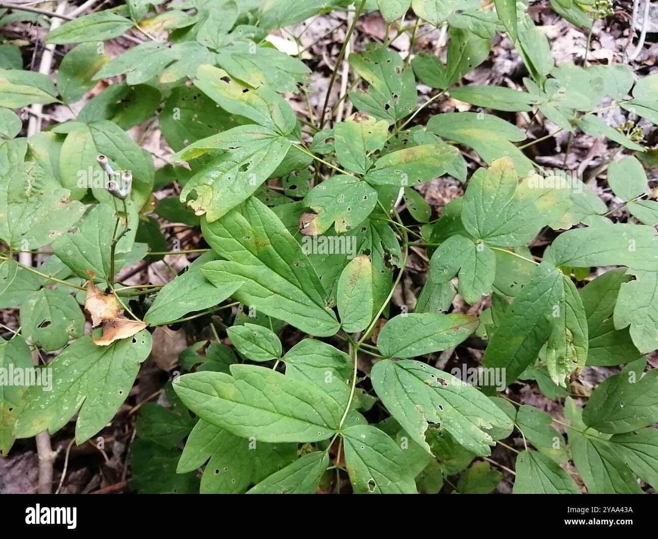 blue cohosh (Caulophyllum thalictroides) Plantae Stock Photo - Alamy