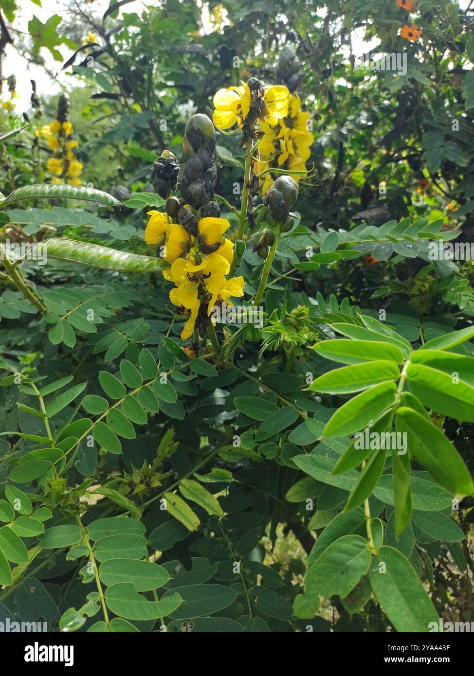 Peanut-Butter Cassia (Senna didymobotrya) Plantae Stock Photo - Alamy
