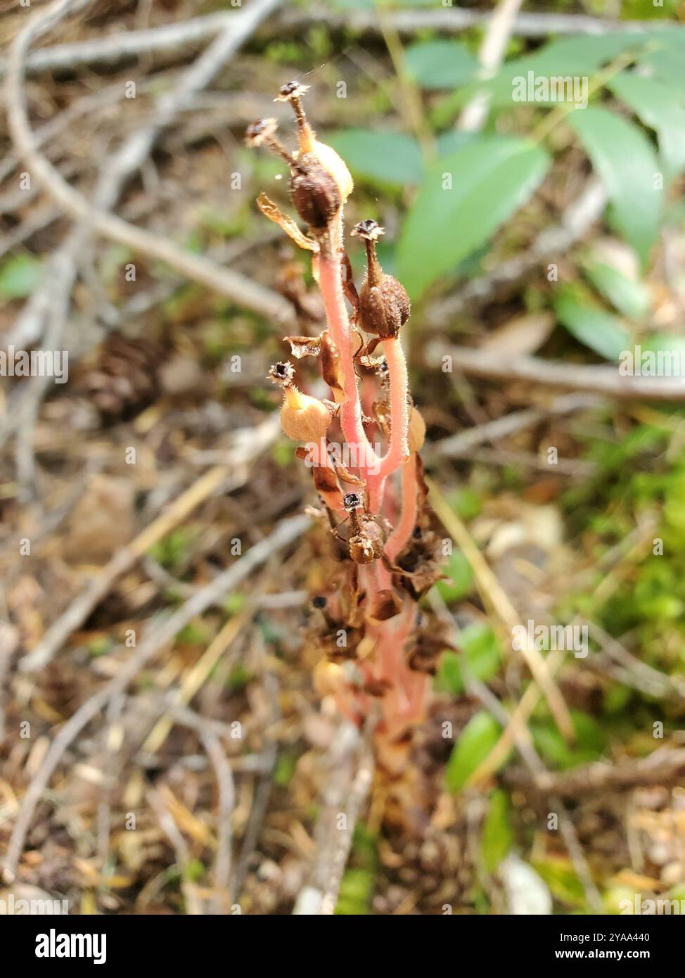 pinesap (Monotropa hypopitys) Plantae Stock Photo - Alamy