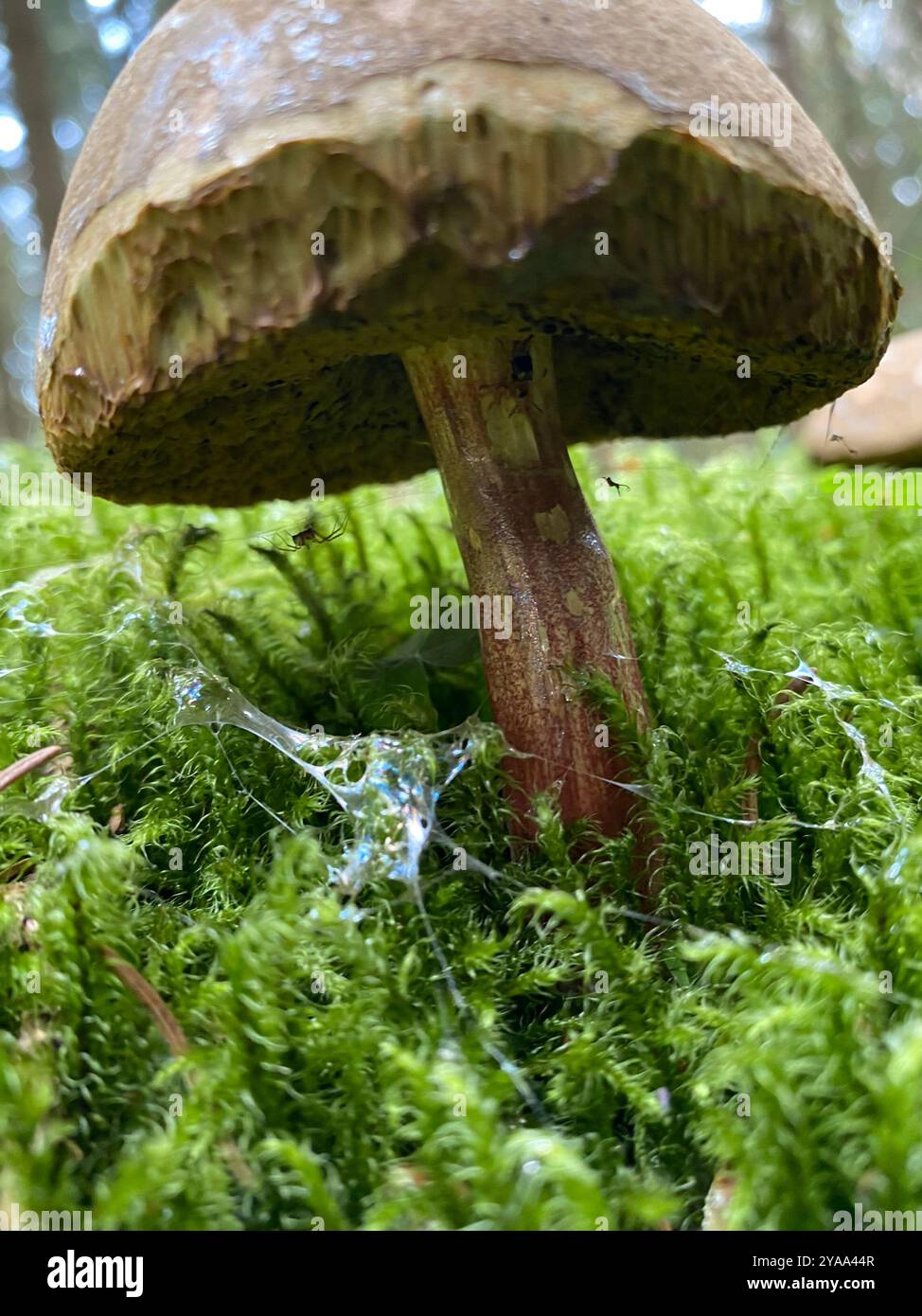 Red-cracking Bolete (Xerocomellus chrysenteron) Fungi Stock Photo - Alamy
