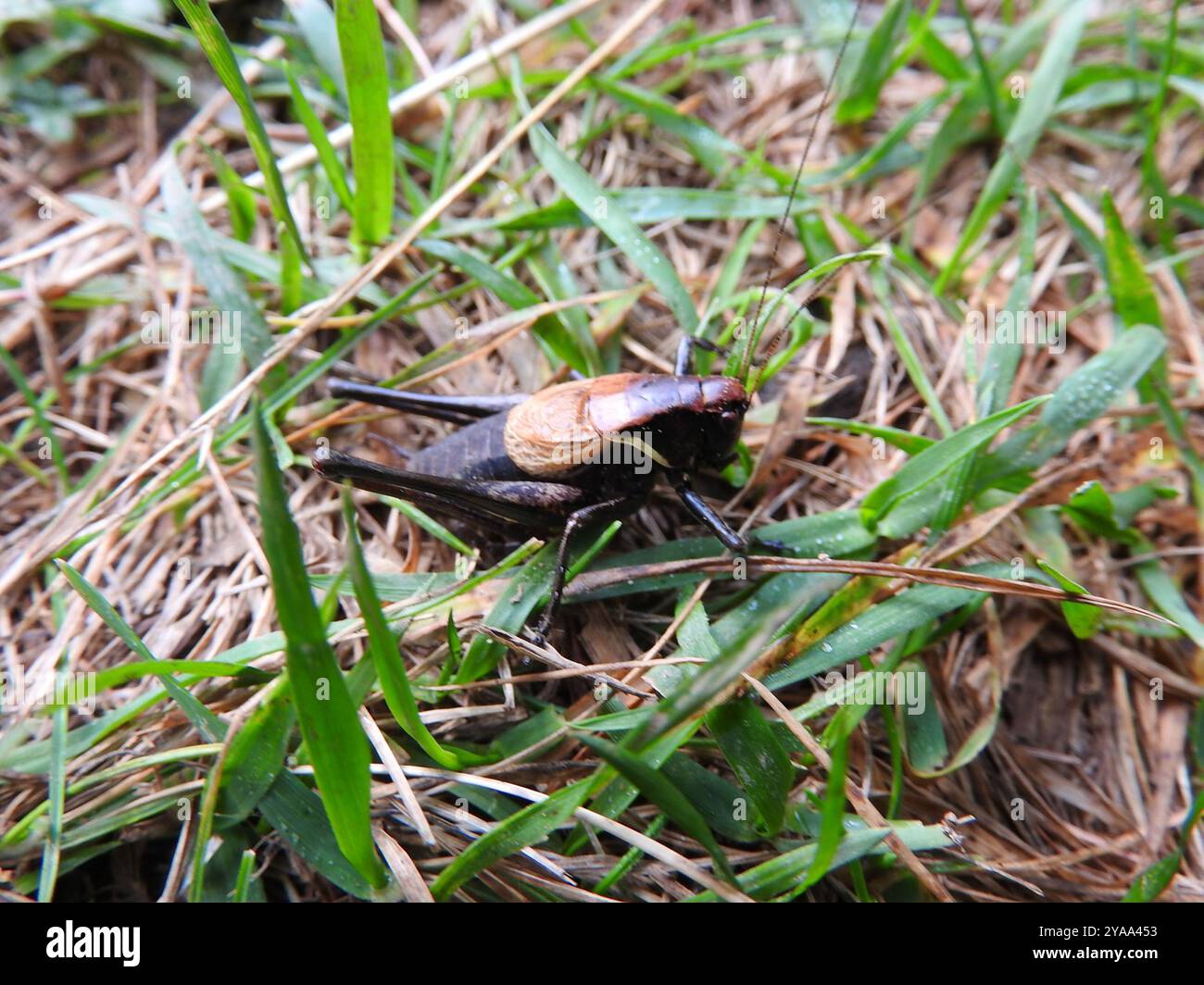 Alpine Dark Bush-cricket (Pholidoptera aptera) Insecta Stock Photo - Alamy