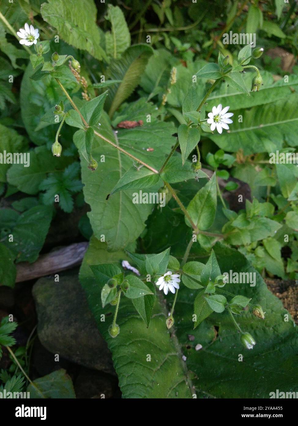 Water Chickweed (Stellaria aquatica) Plantae Stock Photo - Alamy