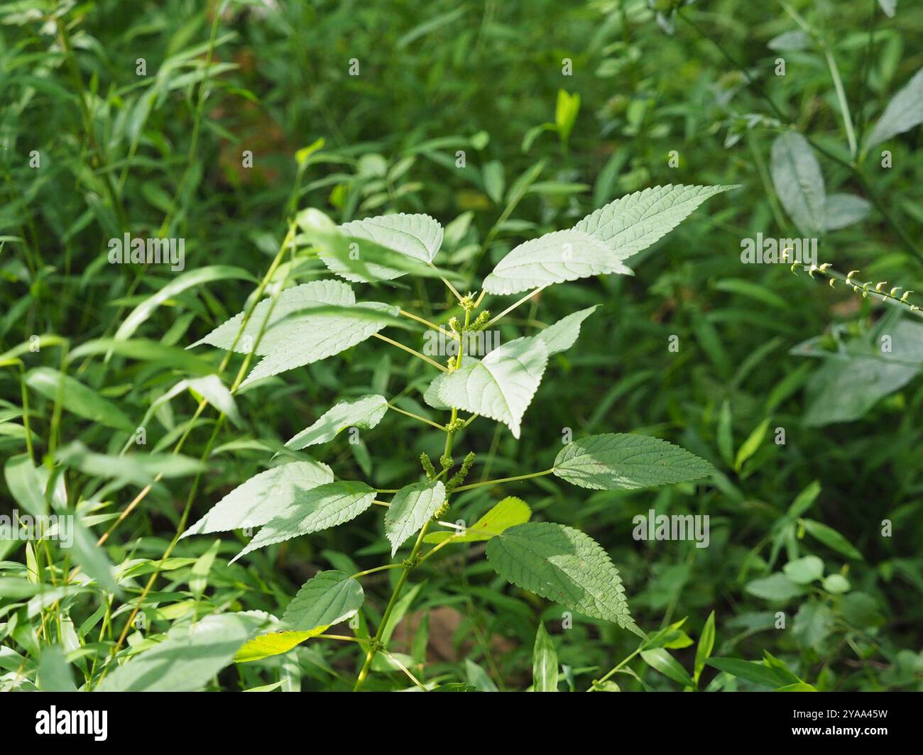 false nettle (Boehmeria cylindrica) Plantae Stock Photo - Alamy