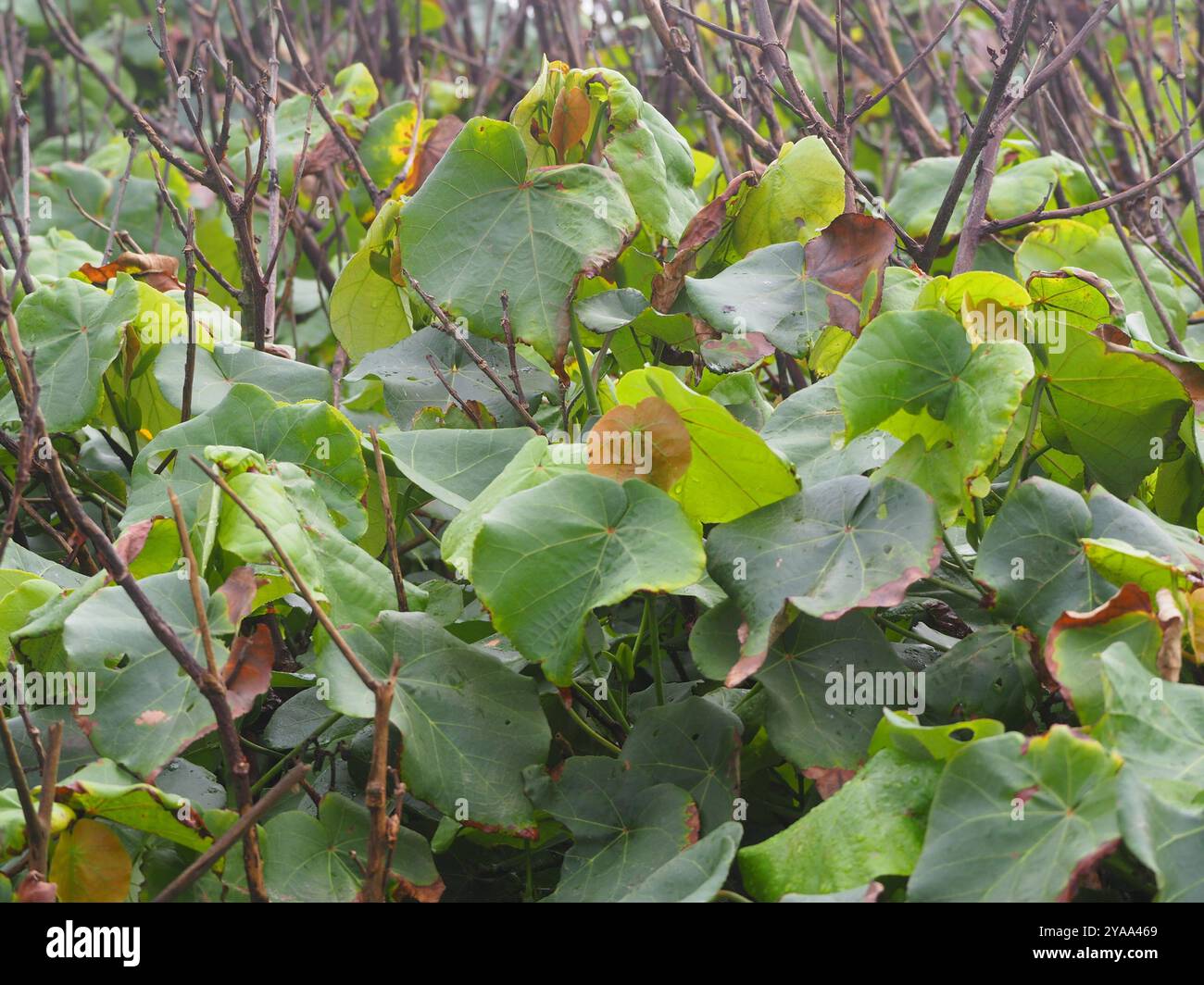 sea hibiscus (Hibiscus tiliaceus) Plantae Stock Photo - Alamy