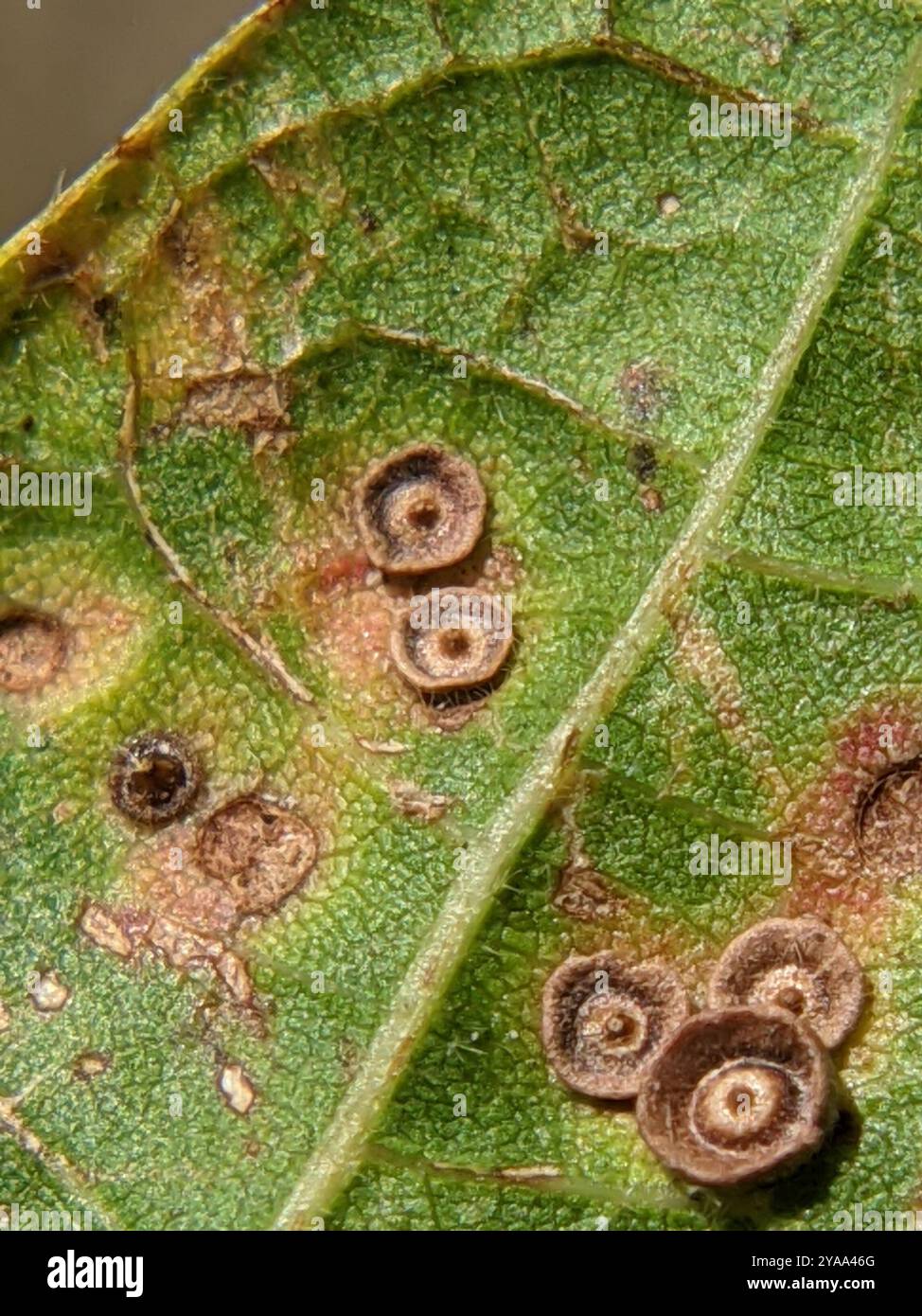 Jumping Gall Wasp (Neuroterus saltarius) Insecta Stock Photo - Alamy