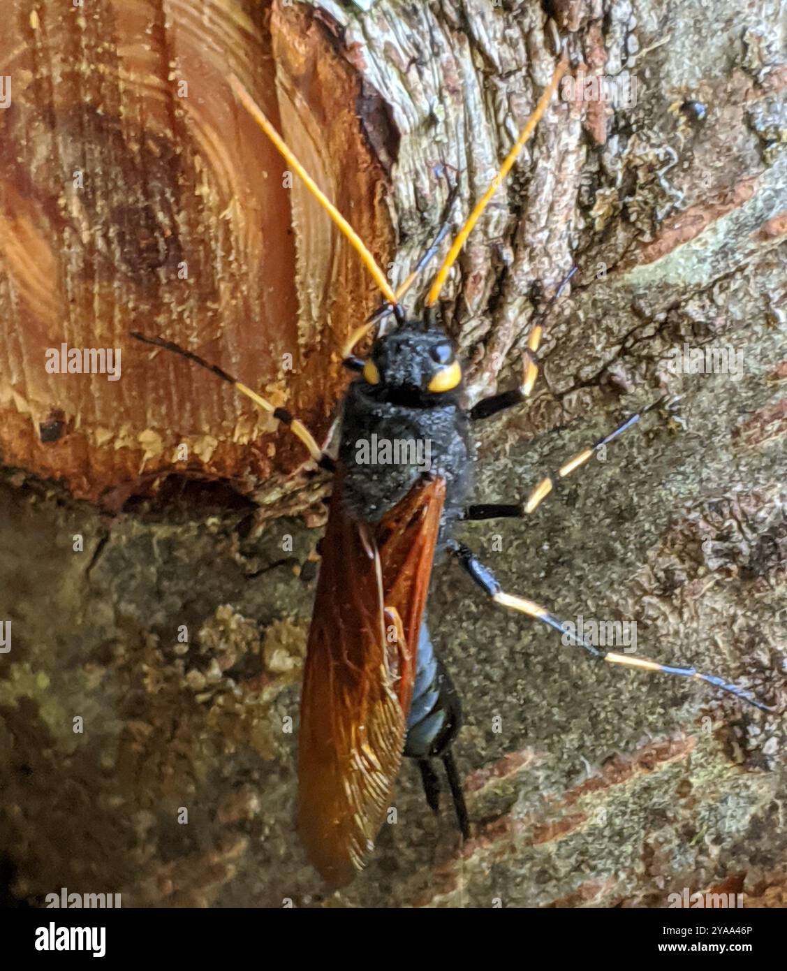 California Horntail (Urocerus californicus) Insecta Stock Photo - Alamy