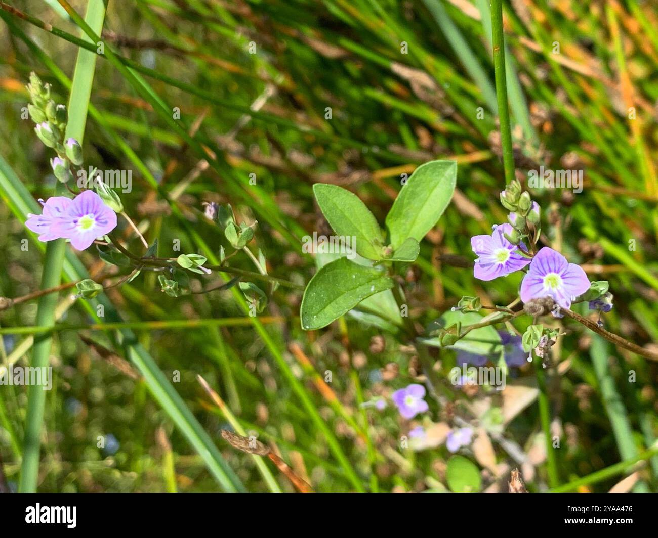blue water-speedwell (Veronica anagallis-aquatica) Plantae Stock Photo ...