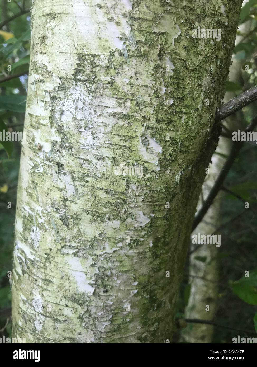 gray birch (Betula populifolia) Plantae Stock Photo - Alamy