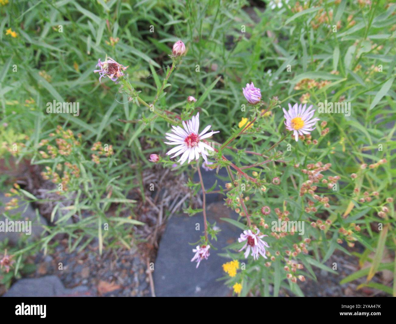 New York aster (Symphyotrichum novi-belgii) Plantae Stock Photo - Alamy