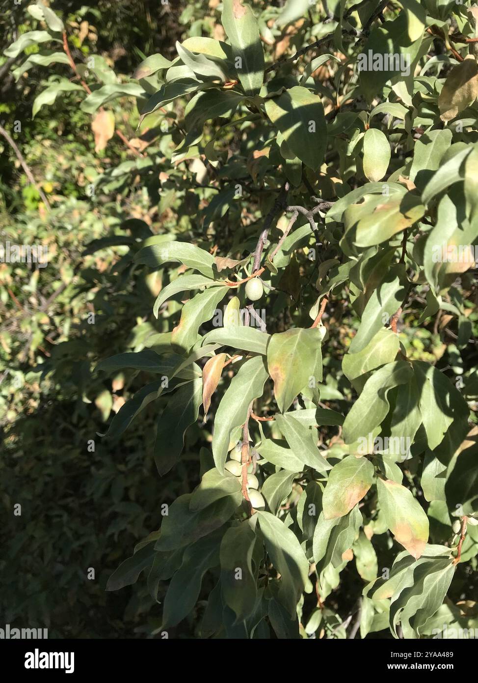 Silverberry (Elaeagnus commutata) Plantae Stock Photo - Alamy