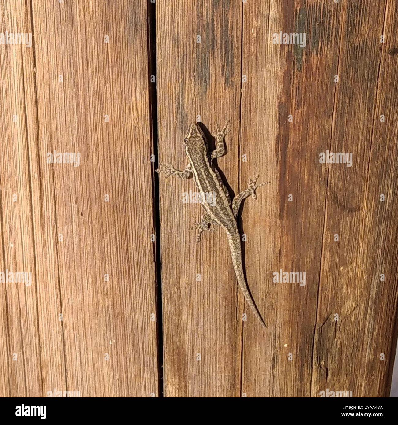 Common Dwarf Gecko (Lygodactylus capensis) Reptilia Stock Photo - Alamy