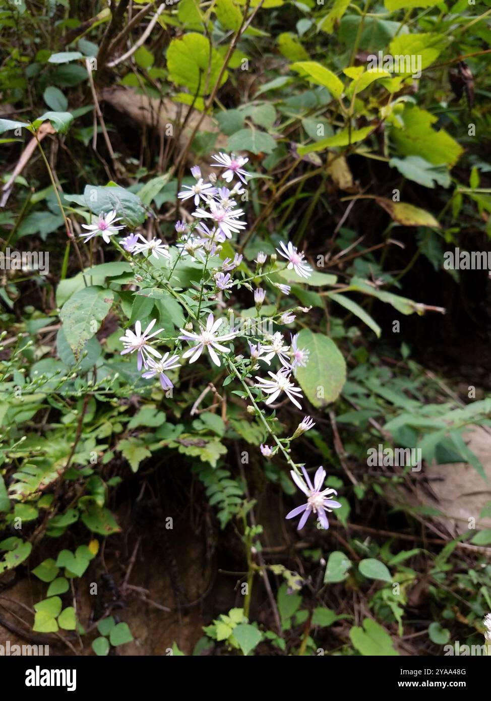 flowering plants (Angiospermae) Plantae Stock Photo - Alamy
