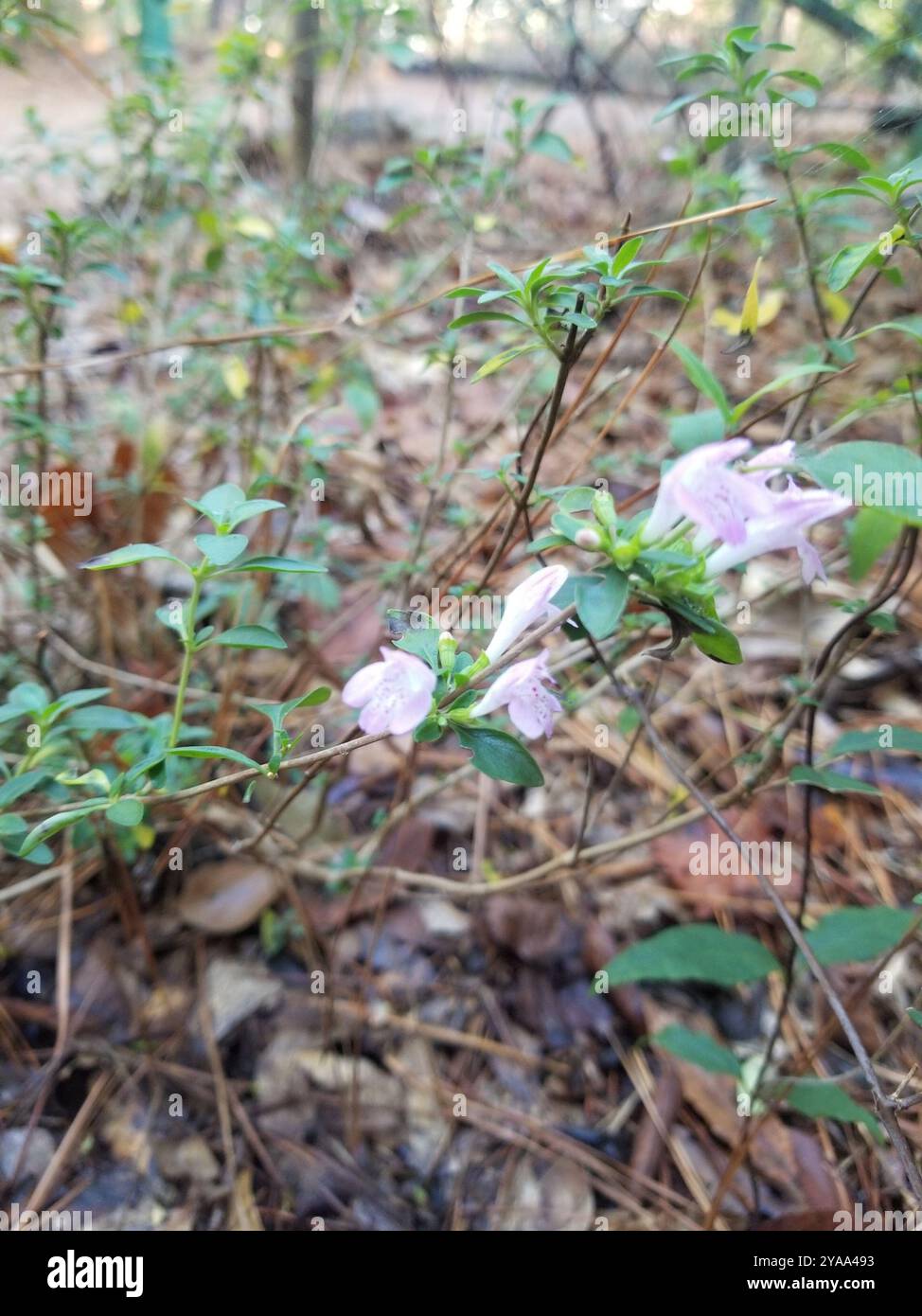 Georgia calamint (Clinopodium carolinianum) Plantae Stock Photo - Alamy