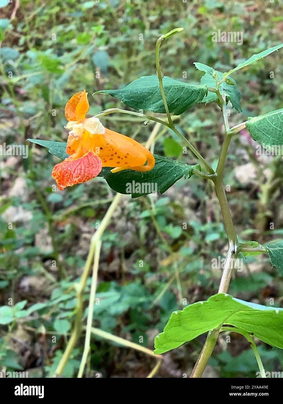 common jewelweed (Impatiens capensis) Plantae Stock Photo - Alamy