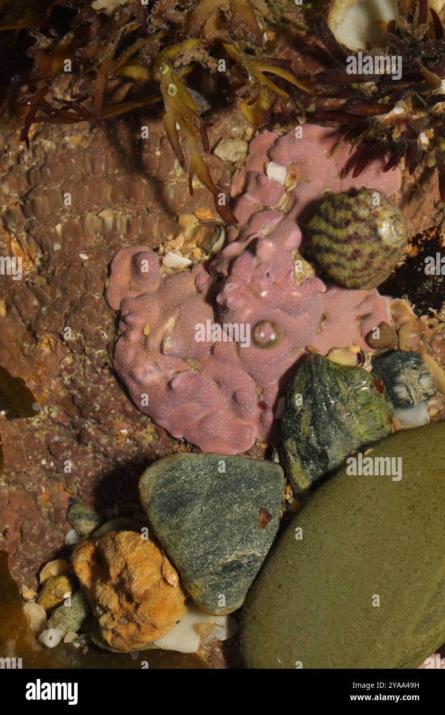 Lithophyllum incrustans hi-res stock photography and images - Alamy