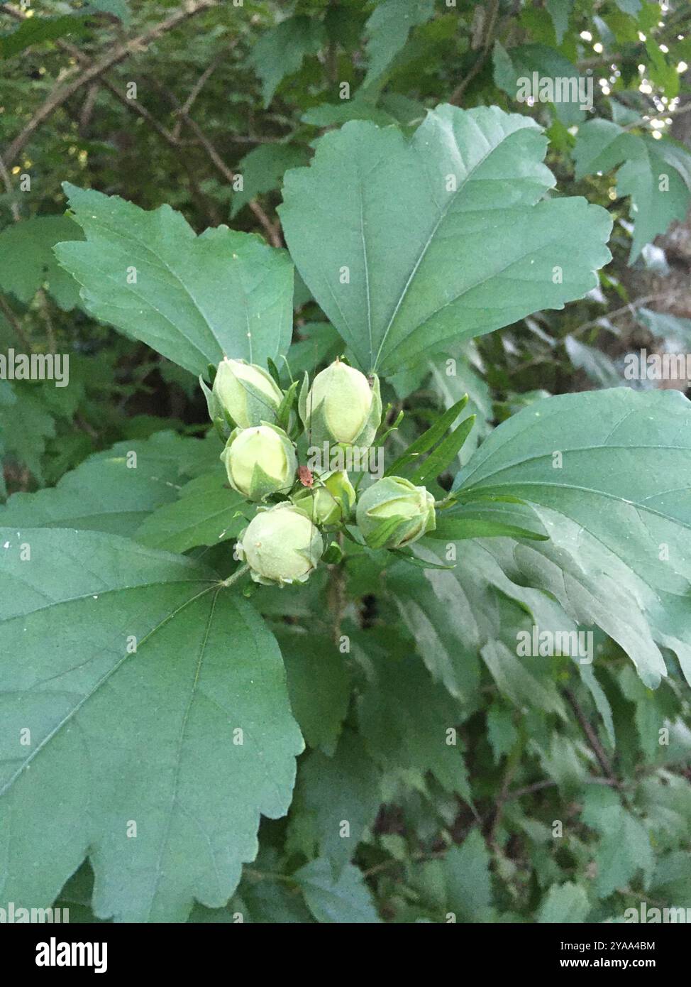 common hibiscus (Hibiscus syriacus) Plantae Stock Photo - Alamy