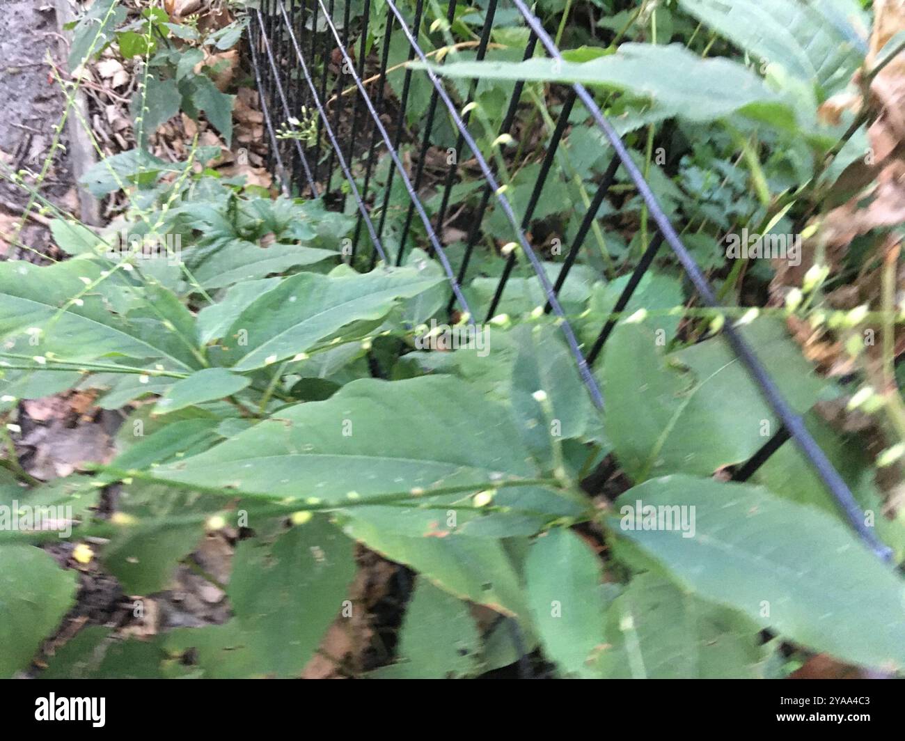 American jumpseed (Persicaria virginiana) Plantae Stock Photo - Alamy