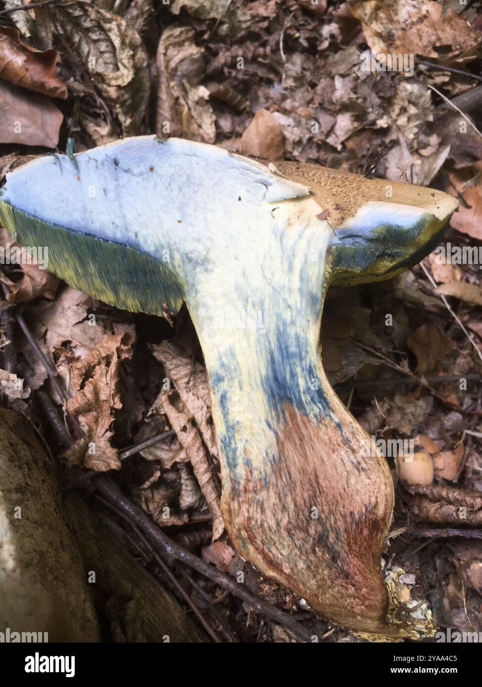 Rooting Bolete (Caloboletus radicans) Fungi Stock Photo - Alamy