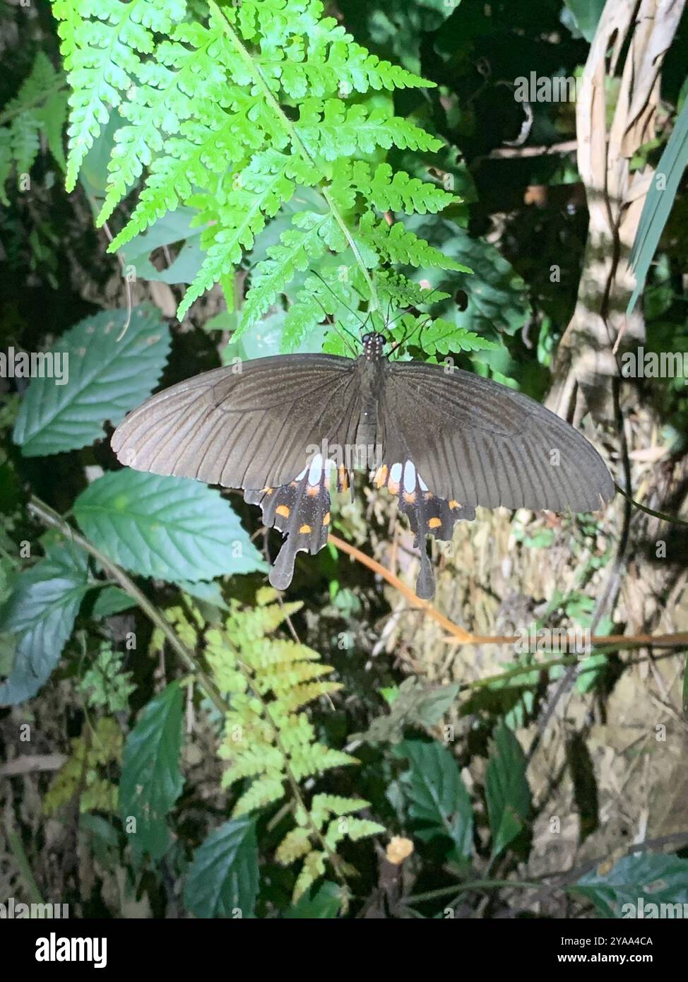 Common Mormon Swallowtail (Papilio polytes) Insecta Stock Photo - Alamy