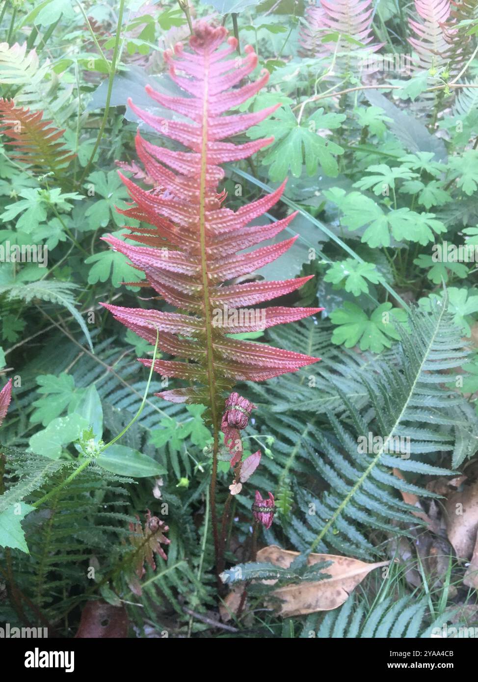Prickly Rasp fern (Doodia aspera) Plantae Stock Photo - Alamy