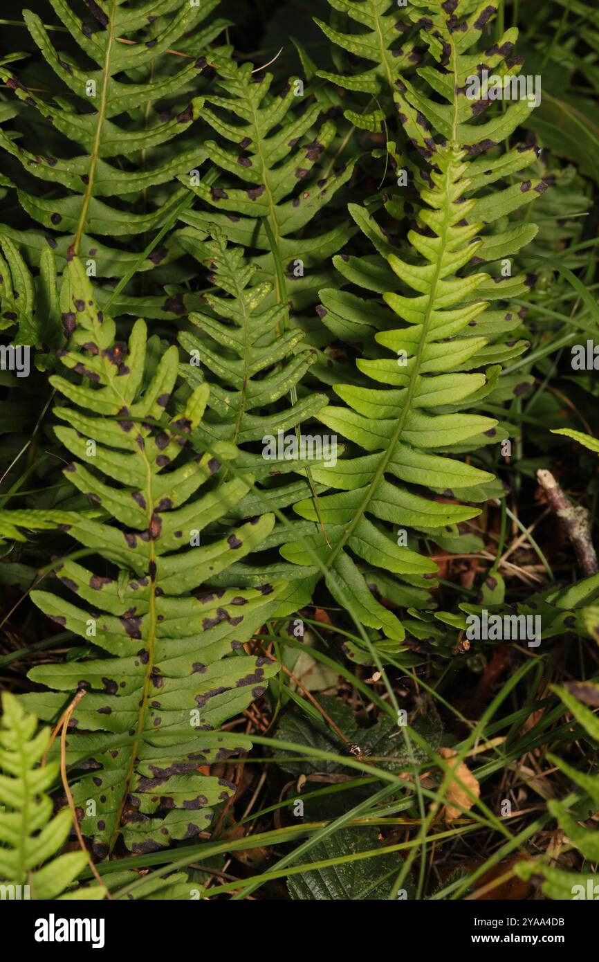common polypody (Polypodium vulgare) Plantae Stock Photo - Alamy