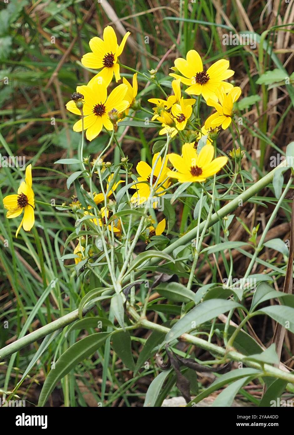 tall coreopsis (Coreopsis tripteris) Plantae Stock Photo - Alamy