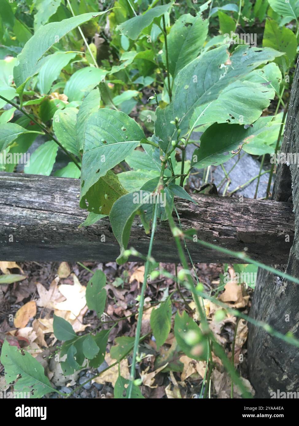 American jumpseed (Persicaria virginiana) Plantae Stock Photo - Alamy