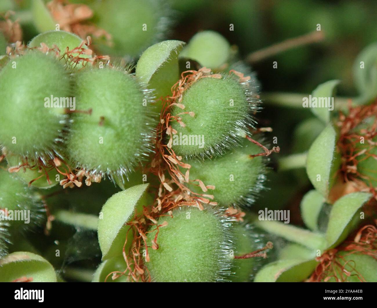 Sandpaper tree (Curatella americana) Plantae Stock Photo - Alamy
