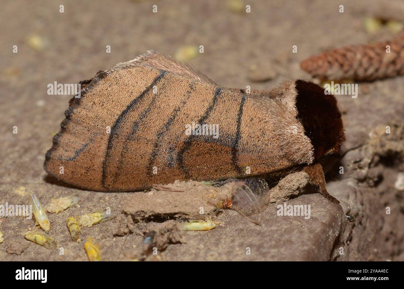 Angus' Datana Moth (Datana angusii) Insecta Stock Photo - Alamy