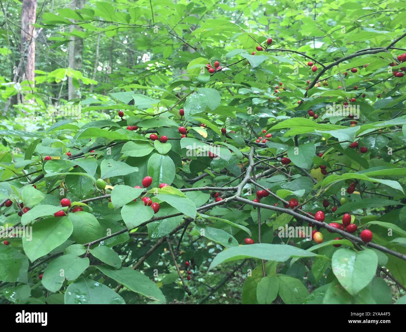northern spicebush (Lindera benzoin) Plantae Stock Photo - Alamy