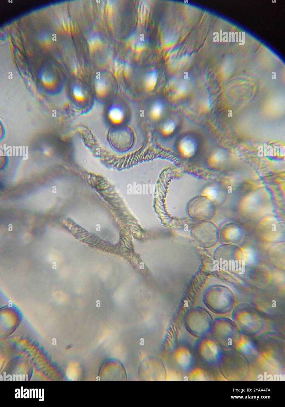 (Arcyria riparia) Protozoa Stock Photo - Alamy